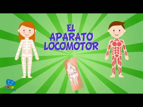 EL APARATO LOCOMOTOR | Vídeos Educativos para Niños