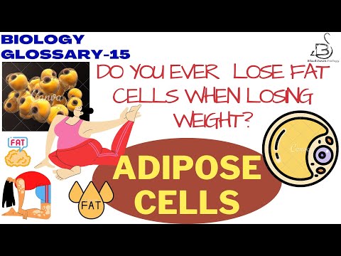 ADIPOSE CELLS | ADIPOCYTES | FAT CELLS | FAT STORAGE | Raven Biology | Glossary