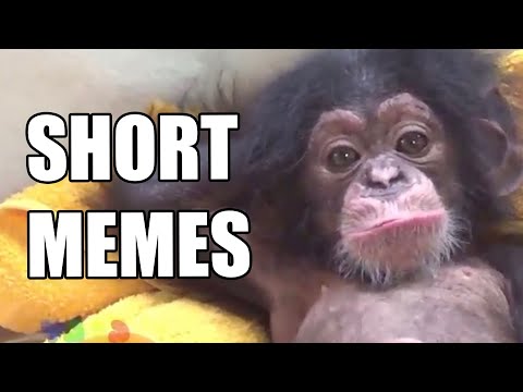 short memes and relaxing monke #Shorts V43