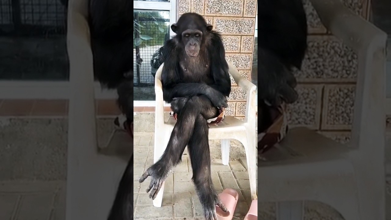 5677 #short #shorts #viral #shortsviral #goriya #mili Khadanga 2M Lovely collection 💕♥️🦍