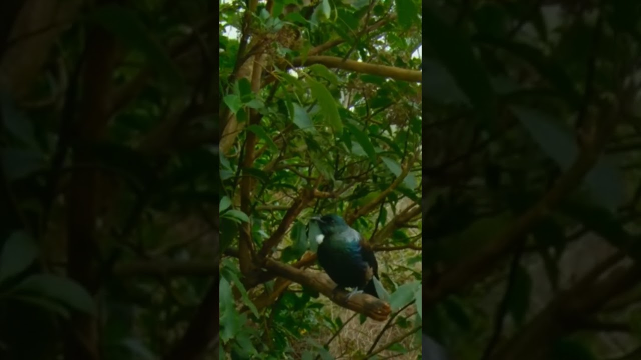 Tui talking Tui. Next chapter.