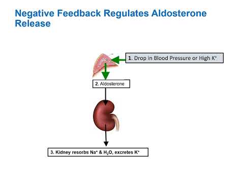 ACTH and the Adrenal Cortex