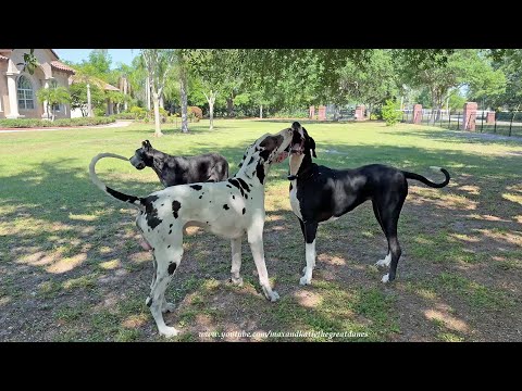 Funny Great Dane Family Is Reunited After Separation & It Feels So Good