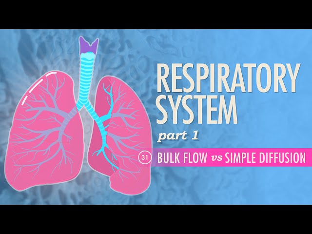 The Evolution and Function of the Respiratory System | Galaxy.ai