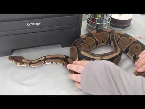 Ball Python Injection Treating For RI