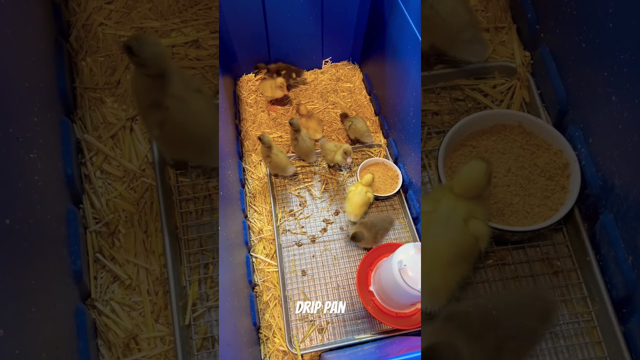 How to Keep Duckling Brooder Clean #shorts #ducklings #cute #homesteading #fyp