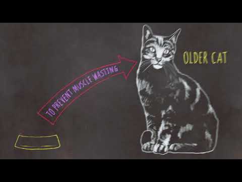 Cats and muscle mass explained by Dr. Elsey’s Purrfessor Cat™ - cleanprotein™ cat food