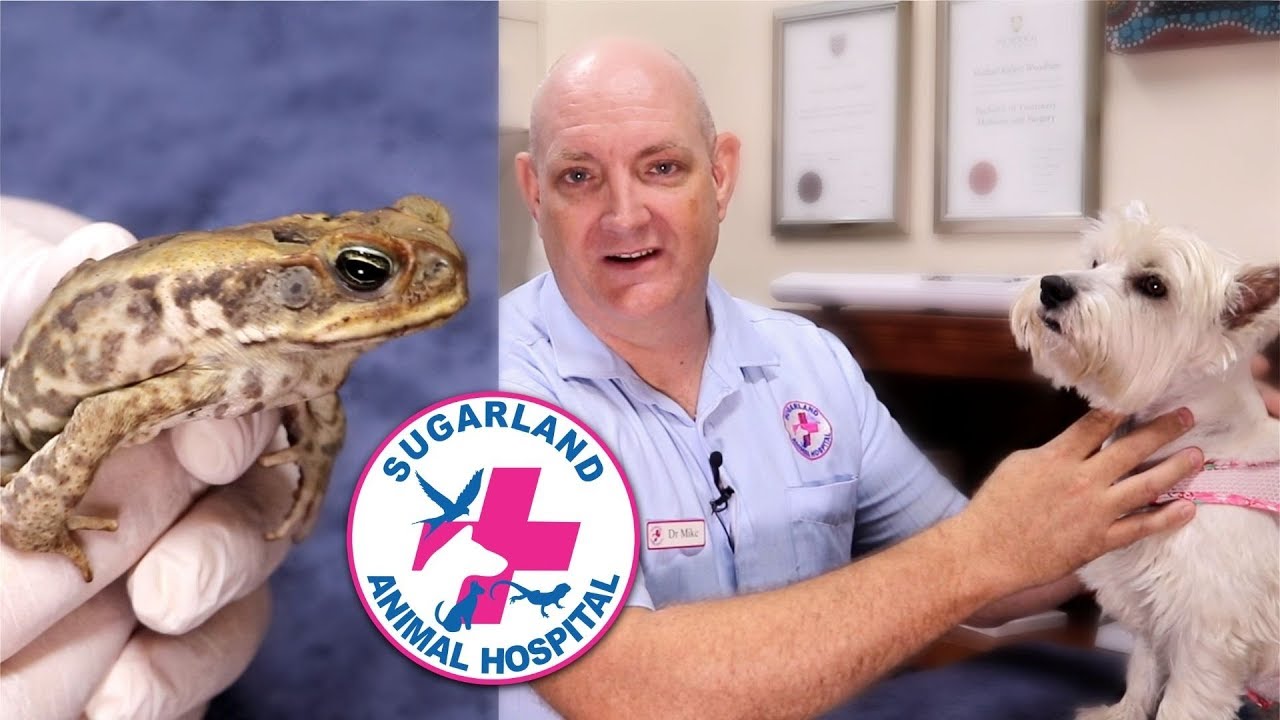 CANE TOAD POISONING: WHAT TO DO!