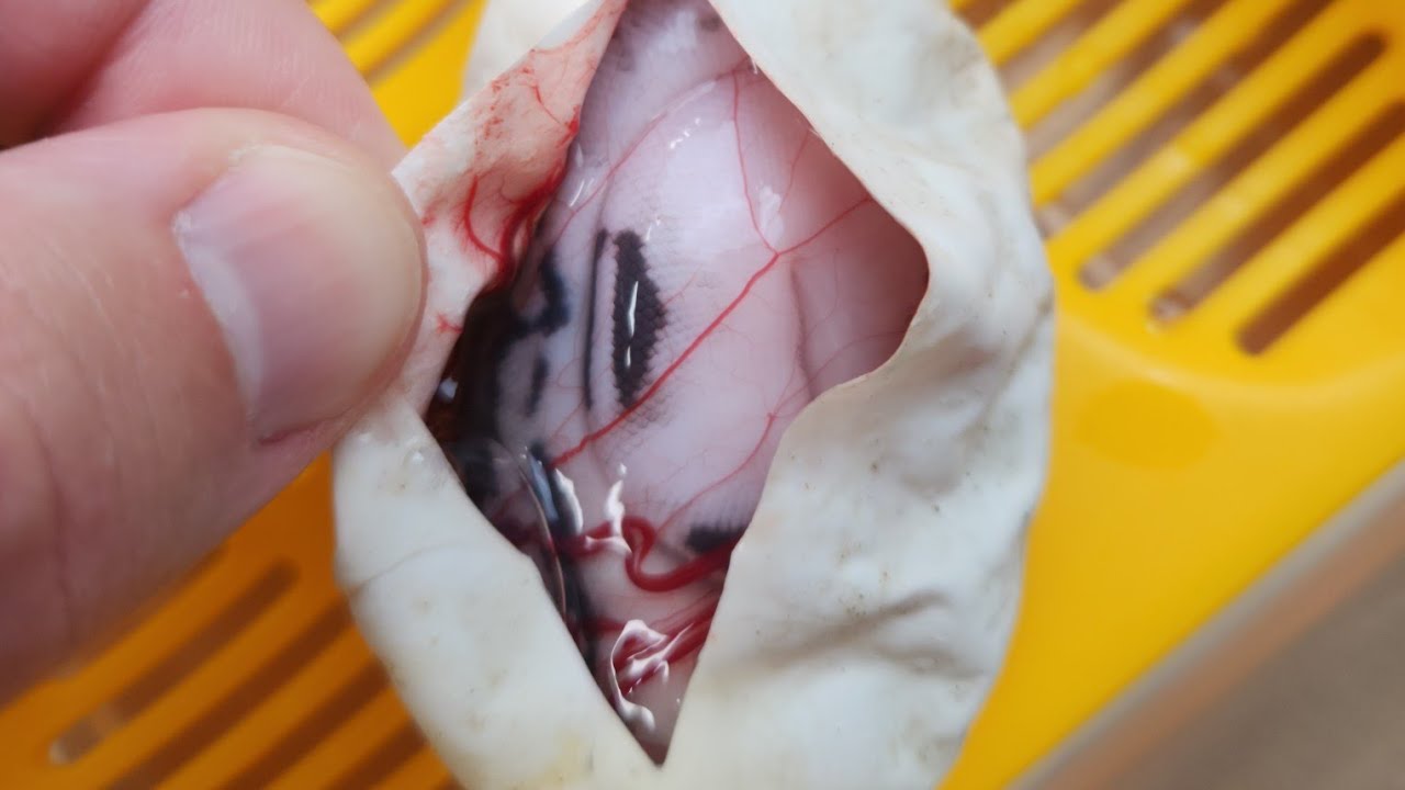 An Unexpected Ball Python Lightning Pied Storm has hit!!!!