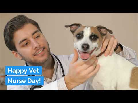Happy National Vet Nurse Day From Responsible Pet Breeders Australia - RPBA