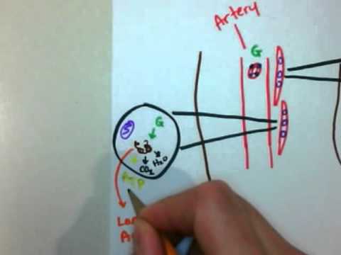 Anaerobic conditions