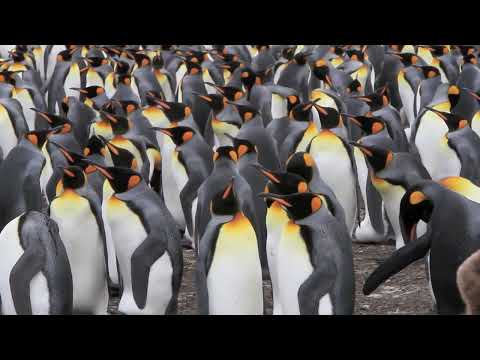 What It's Like Inside a King Penguin Rookery
