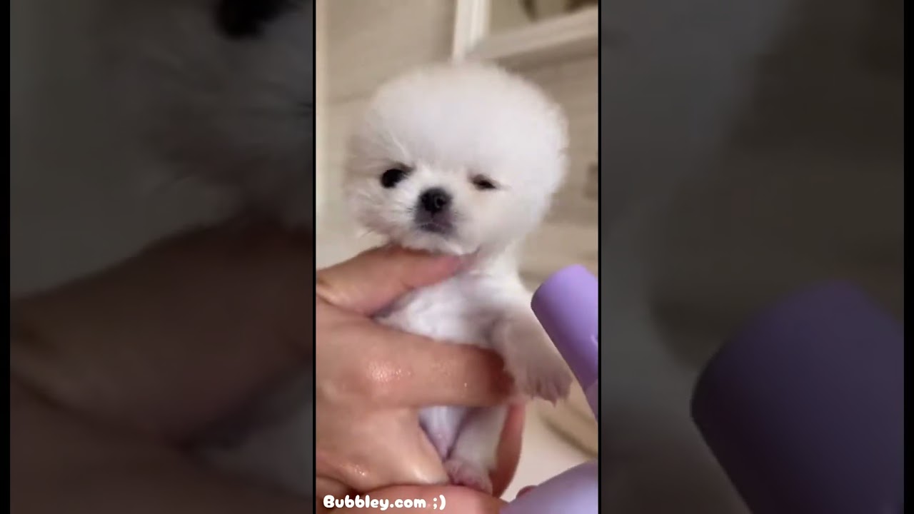 Flares teeth as big as the poofy hair instead #dog #bubbley #dogbath #cute