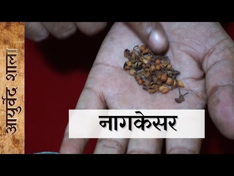 Nag Kesar at Best Price in India