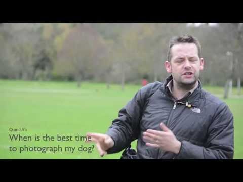 Pet Photography Tips - When is the best time to photograph my dog?