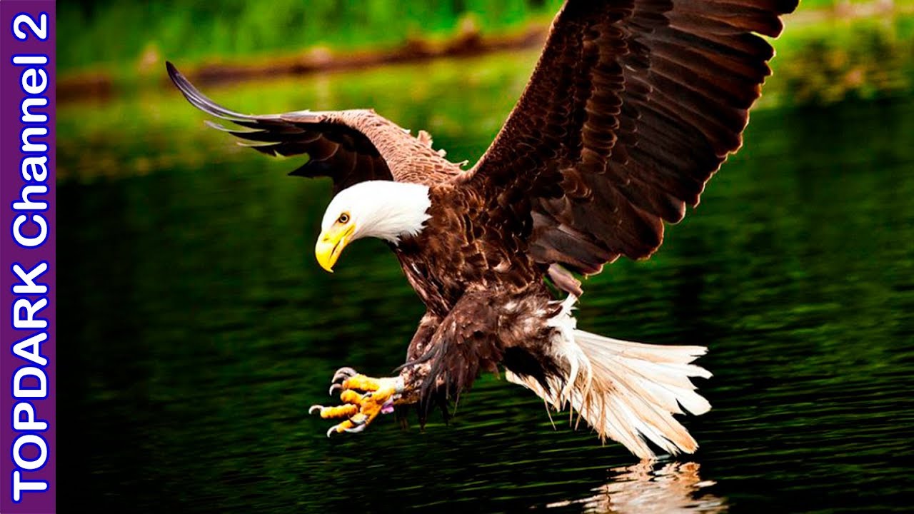 10 Especies hermosas de águilas