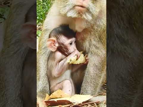 😍 Funny & Adorable 😍🐒 Baby Monkeys Daily Life Videos 2022 🐒 #shorts #monkey #animals #vira