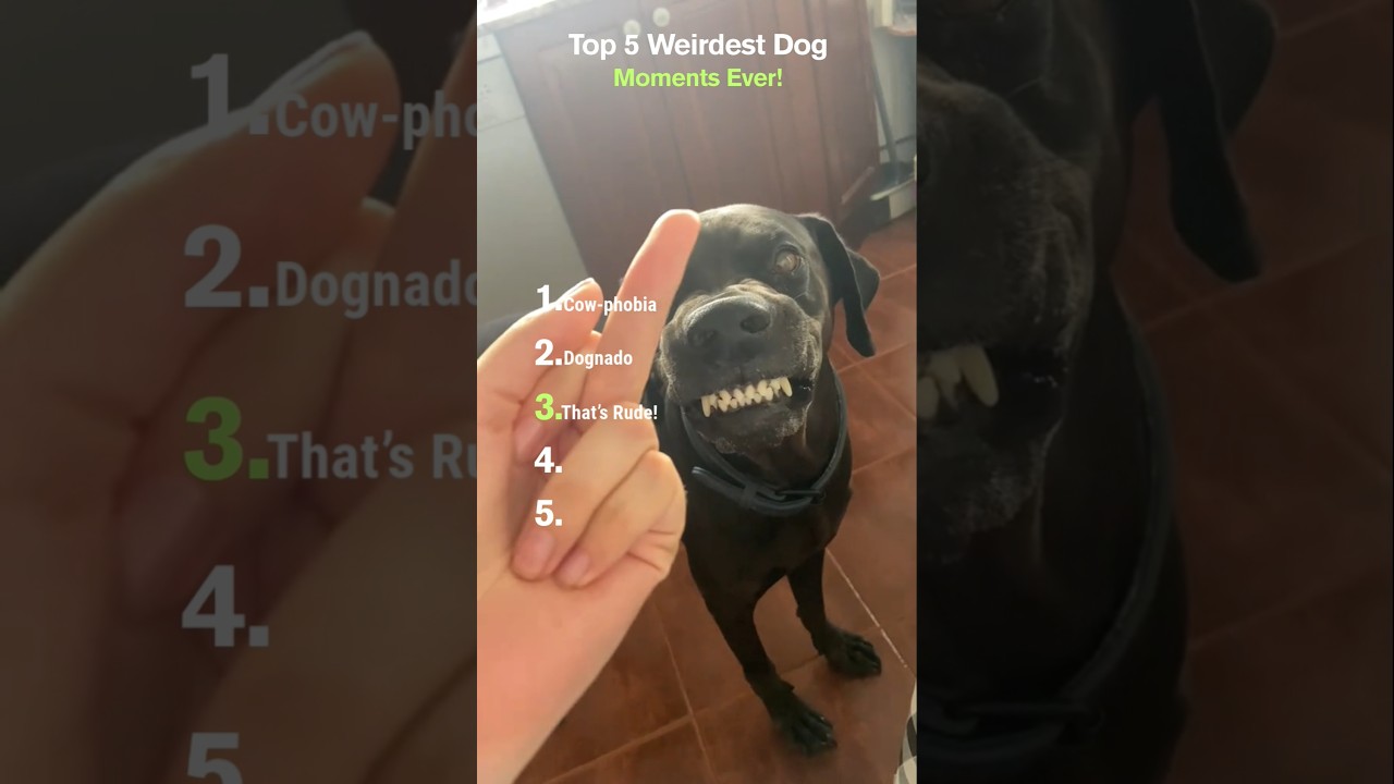 Top 5 Weirdest Dog Moments Ever! 🐶🌀