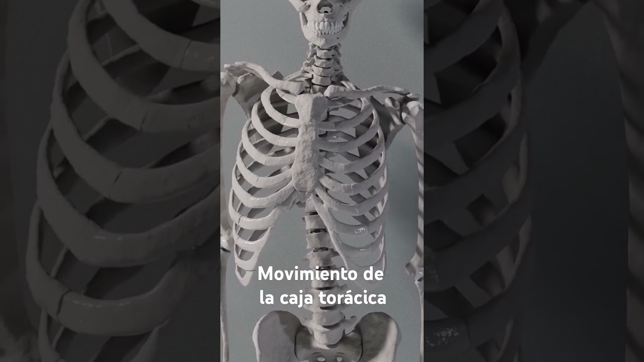 Caja Torácica #anatomia #cajatoracica #columna #movimientoconsciente