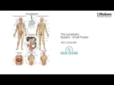 The Lymphatic System Small Poster EZAL509