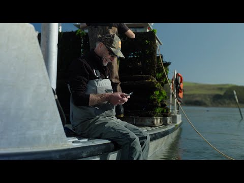 California - Hog Island Oyster Co.: Gemini in Google Sheets