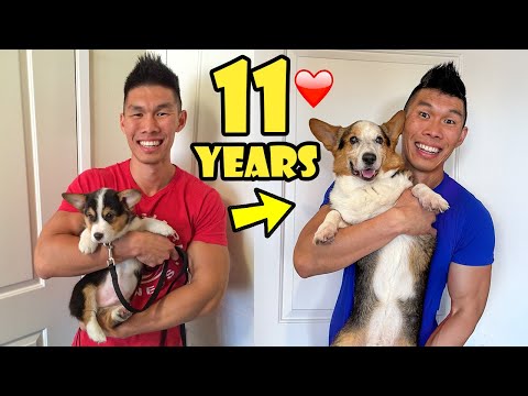 11 Years with Gatsby: Corgi Gotcha Day Celebration! ❤️ || Life After College: Ep. 791