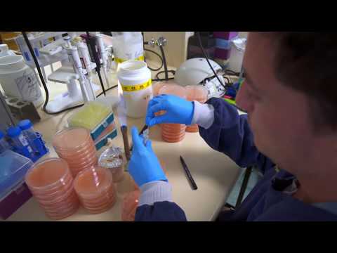 The Department of Microbiology and Immunology