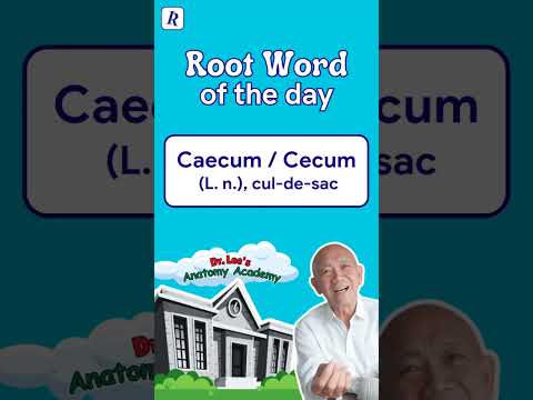 Root Word Of The Day | CAECUM