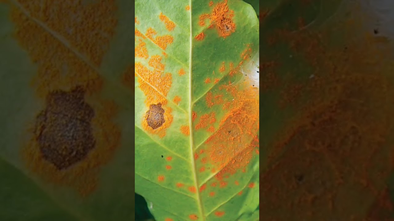 #roya #coffee #coffeerust #coffee #rust #pest #fungi #banjaranfoodie #disease #specialtycoffee