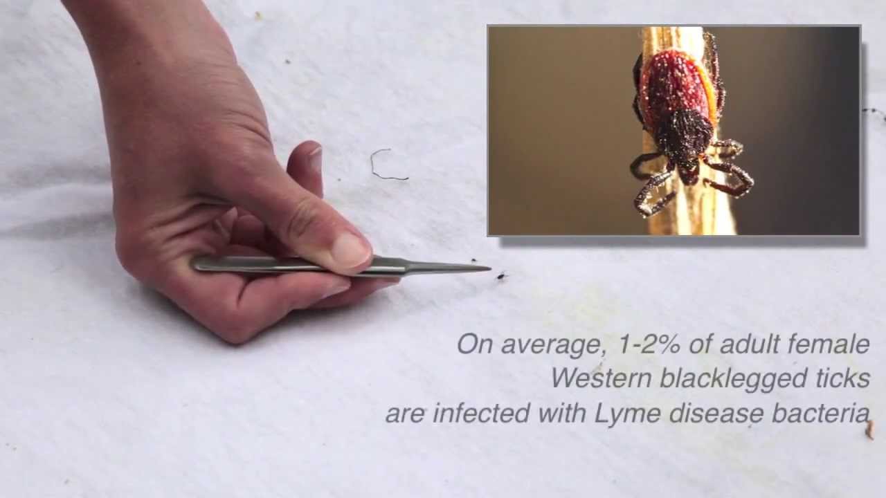 The Western Blacklegged Tick Surveillance and Identification