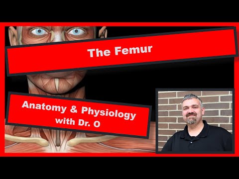 The Femur: Anatomy and Physiology