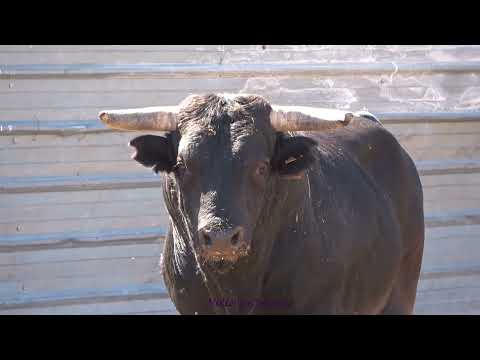 De paseo por finca «El Ruejo» de Hnos. Joven – 15/07/2023 – HD ...