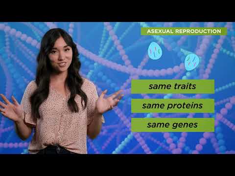 How Genes are Inherited
