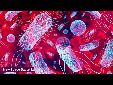 New Space Bacteria: Niallia tiangongensis Unveiled!