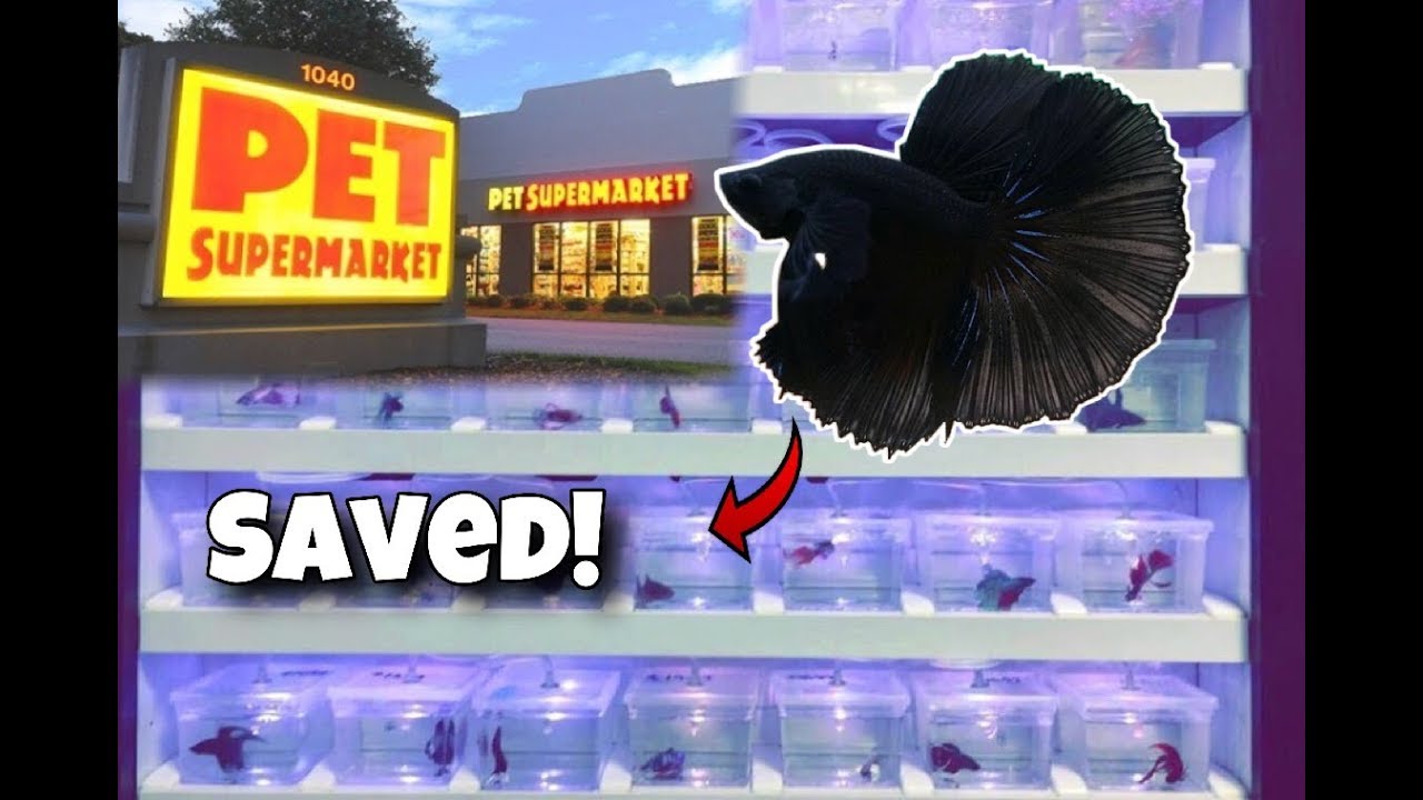 BLACK Charcoal BETTA FISH *SAVED* From Pet Supermarket!