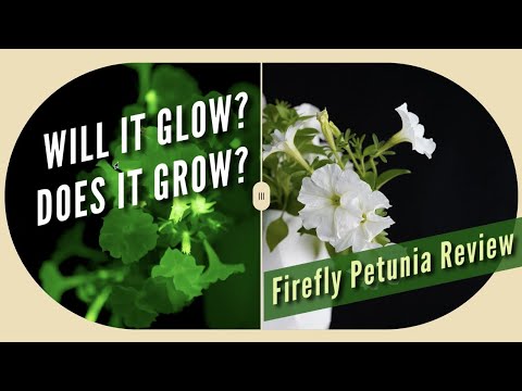 Glowing Firefly Petunias: Worth the Hype… and Price?