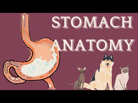 Turns out, nothing is the same... Basic animal stomach anatomy! VETERINARY MEDICINE