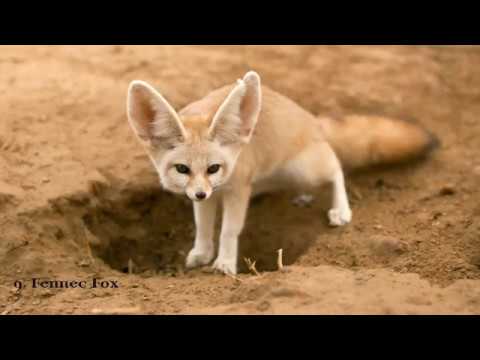 The Secrets of Life - 10 Incredibly Adaptive Sahara Desert Animals