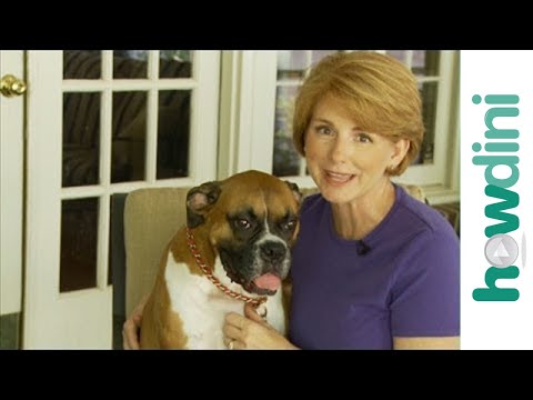 How to Choose Dog Food: What Do the Labels Mean?