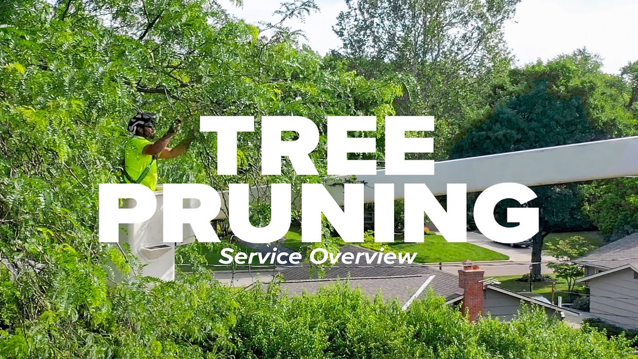 Tree Pruning Service Overview I Russell Tree Experts