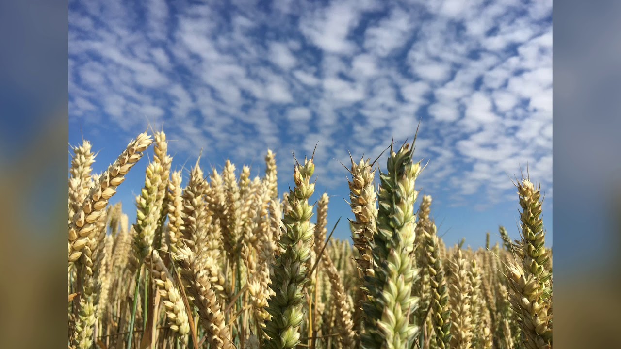 Amazing Wheat field photos