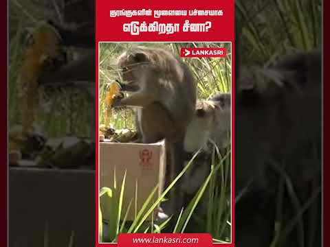 உயிருடன் இருக்கும் குரங்குகளின் மூளையை பச்சையாக எடுக்கும் சீனா! விசாரணையில் வெளியான தகவல்