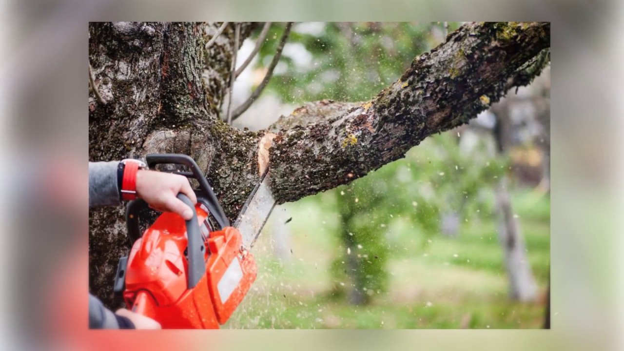 Rob Keyzor Tree Surgeons & Arboricultural Consultants