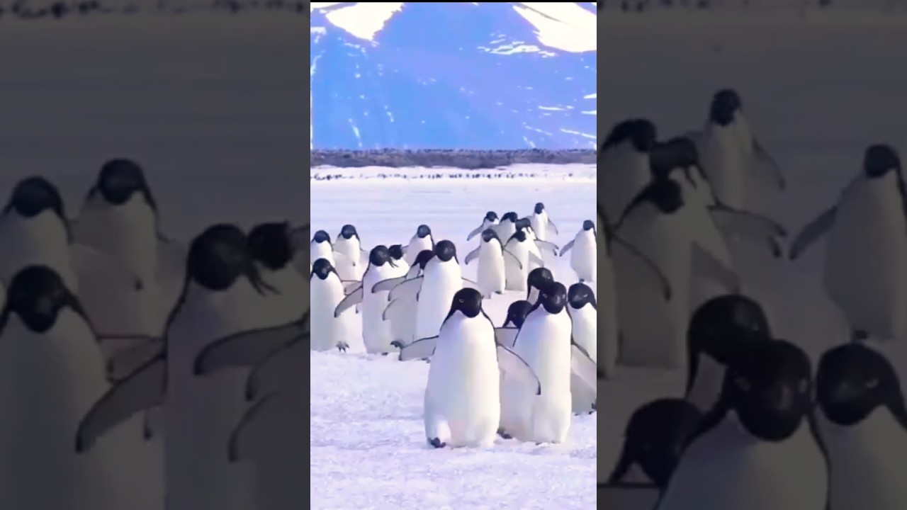 penguin dance 😊😍 #shorts #BBC