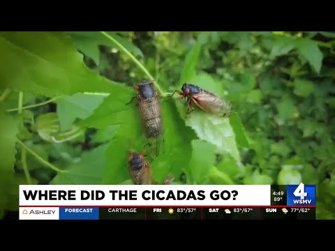 Where did the cicadas go?