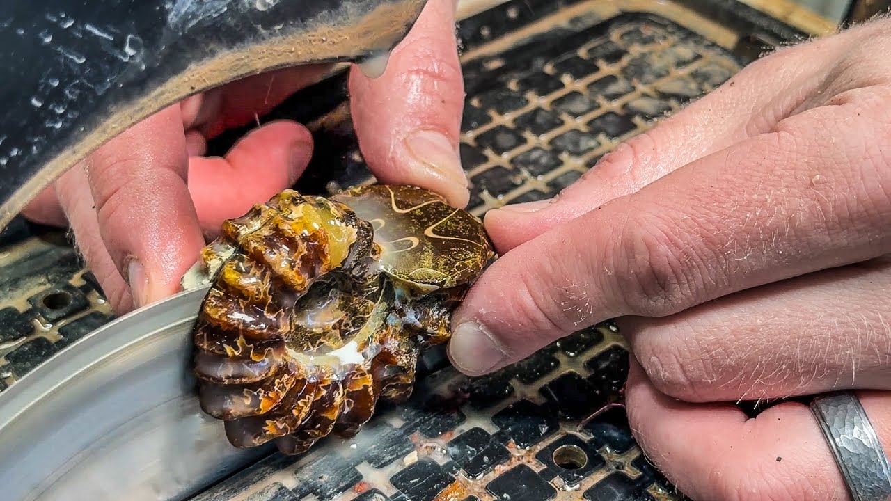 Cutting Already Polished Ammonites (FRAGILE)… Is it worth it?!