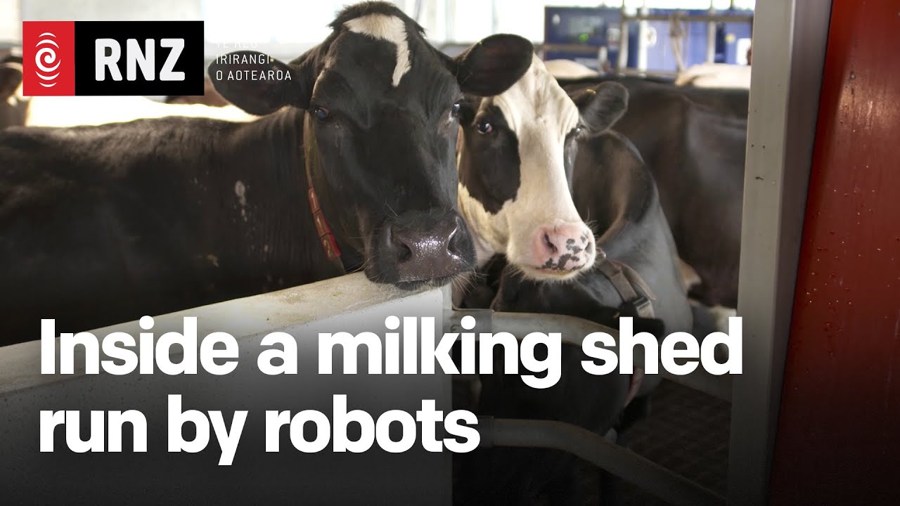 Inside a cow shed run by robots