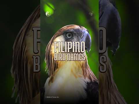 Filipino Bird Names #philippinebirds #philippines #birdphotography #philippineeagle #haringibon