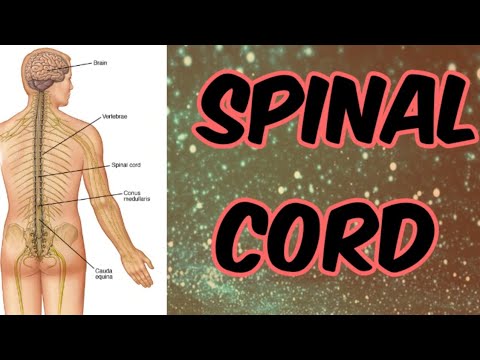 The Spinal Cord | Number of Spinal Nerves | Different region of vertebral column.