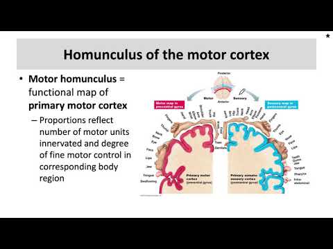 Upper and Lower Somatic Motor Neurons
